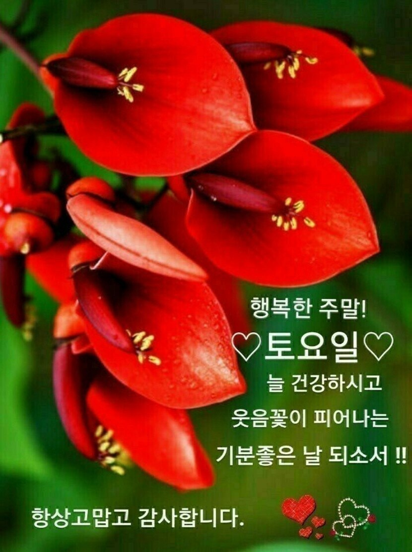 굿모닝좋은아침 오늘도즐겁고행복한주말되세요 뉴스트림