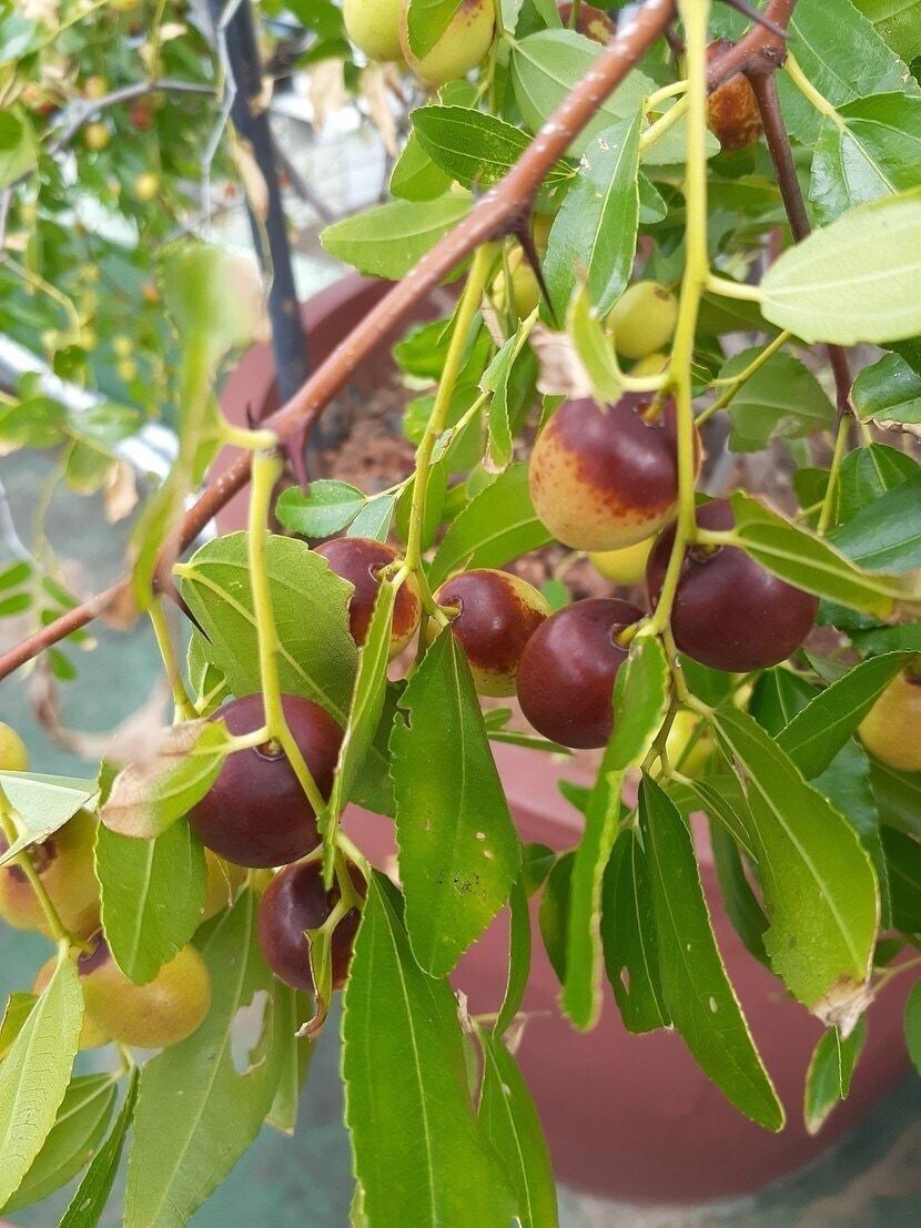 대추 한 알 장석주 뉴스트림