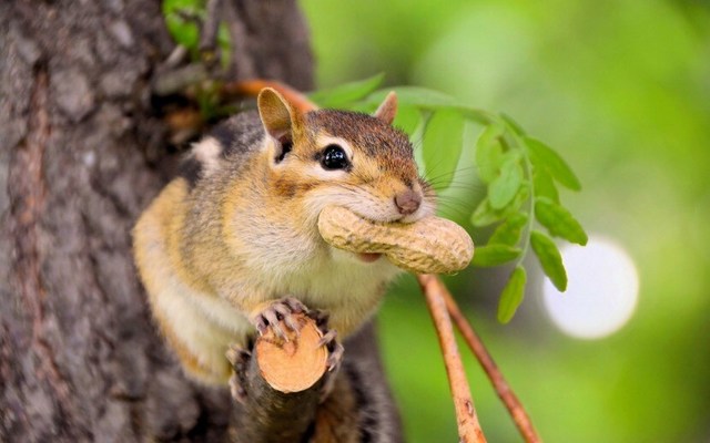 ᕙ༼ ᴥ ༽ᕗ 사랑이 귀여운다람쥐 | 뉴스트림